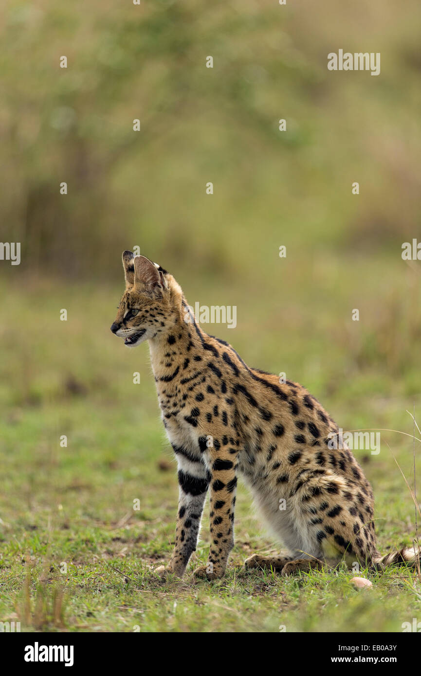Serval cat resting in the grasslands of Masai Mara Stock Photo - Alamy