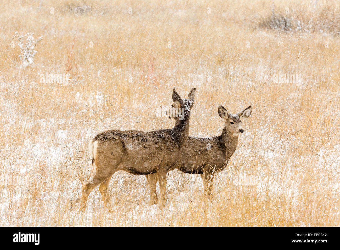 Wildlife refuge area after fresh snow in the morning Stock Photo - Alamy
