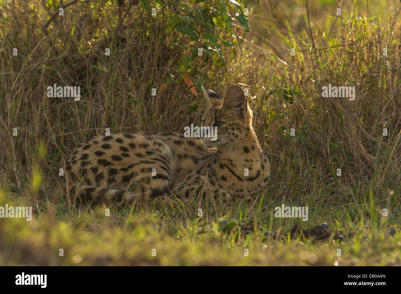 Serval cat resting in the grasslands of Masai Mara Stock Photo - Alamy