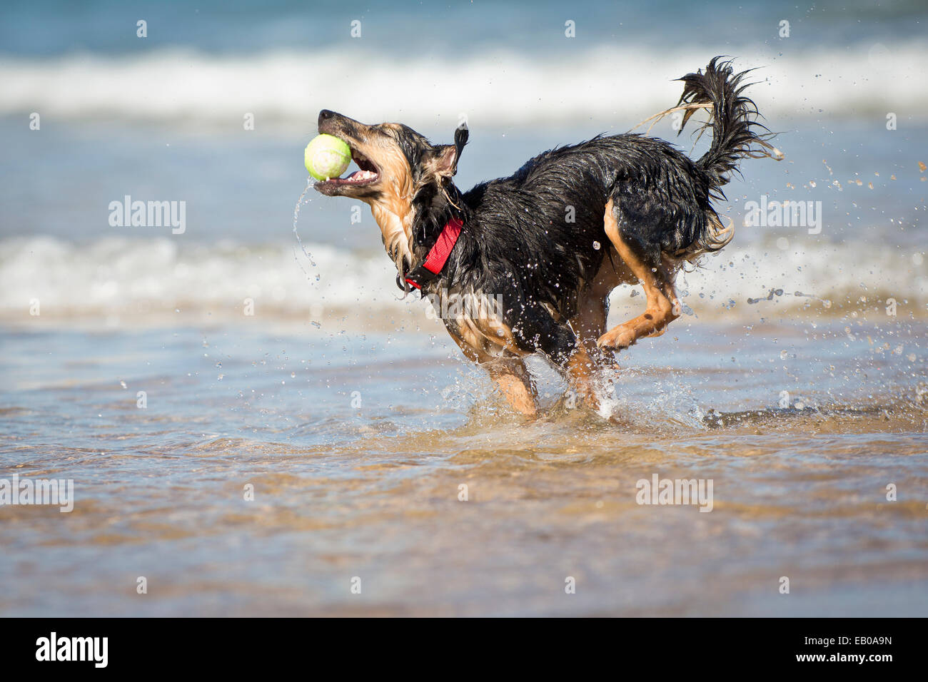 Dogs playing on the beach Stock Photo - Alamy