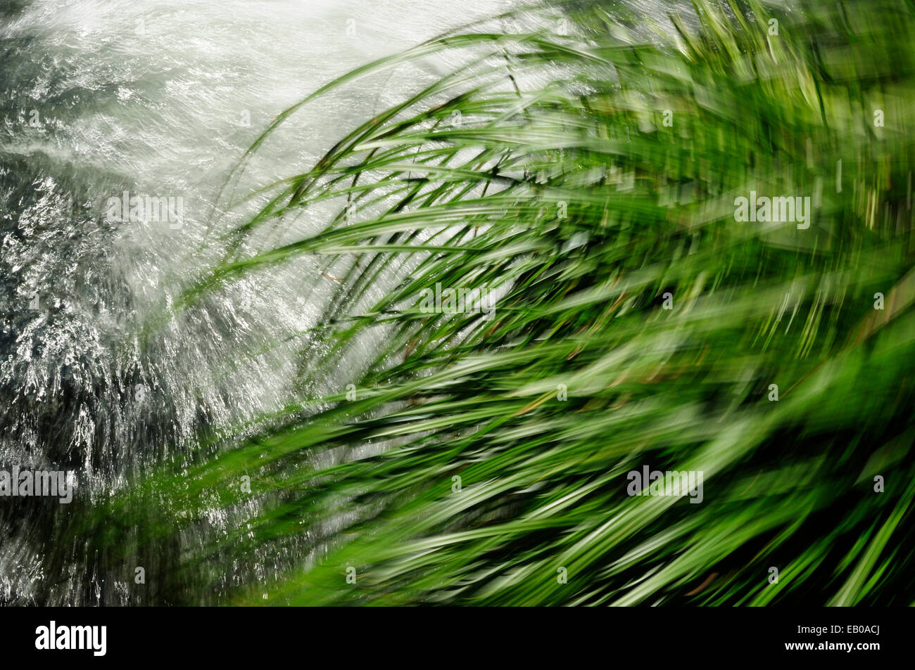 Aquatic Sedge High Resolution Stock Photography and Images - Alamy