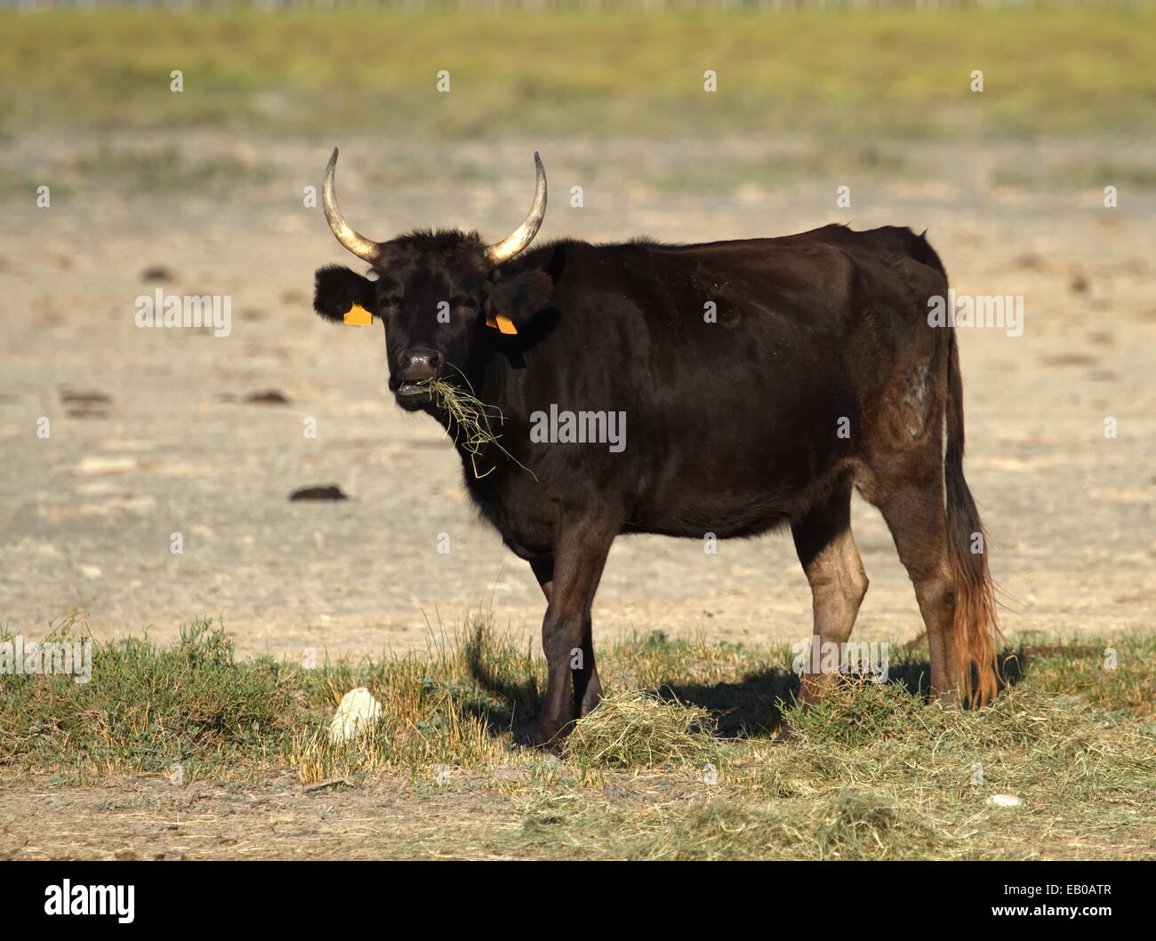 Typical cow in the meadow, Camargue, France Stock Photo - Alamy