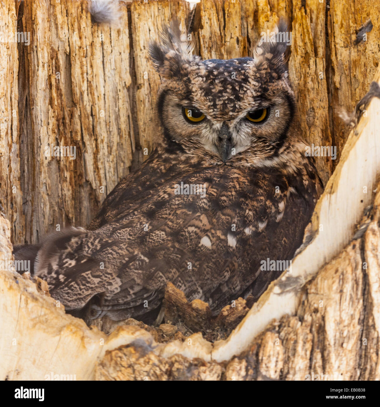 Complete name: Aves Strigiformes Strigidae Bubo Africanus Stock Photo ...