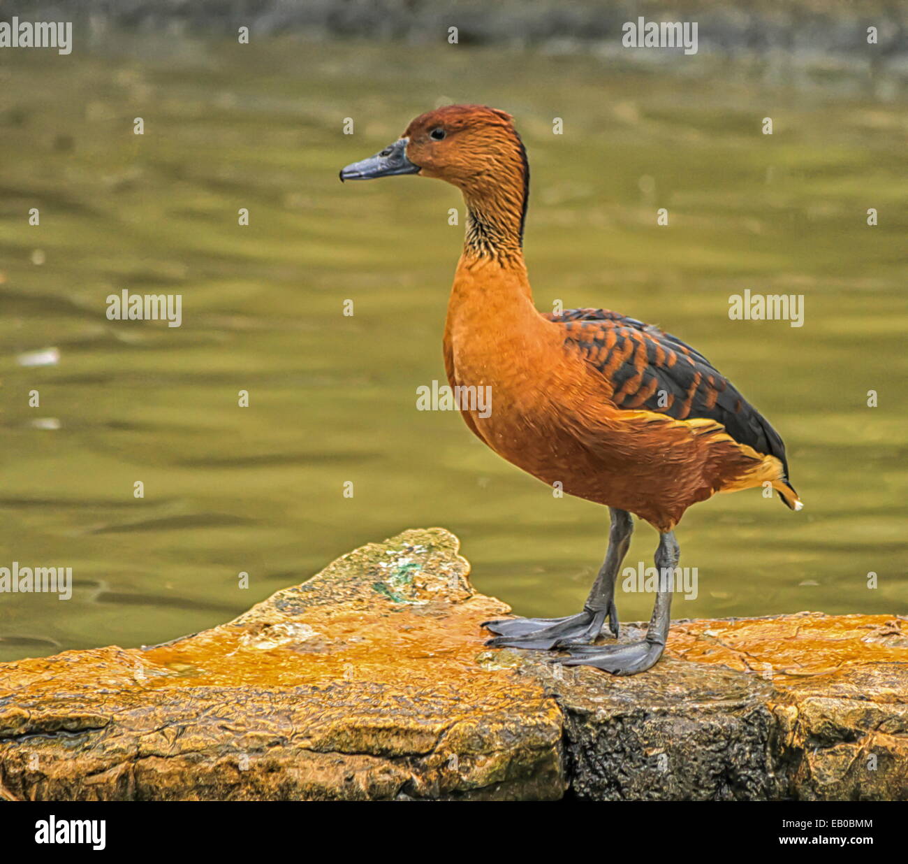 Whistling tree duck hi-res stock photography and images - Alamy