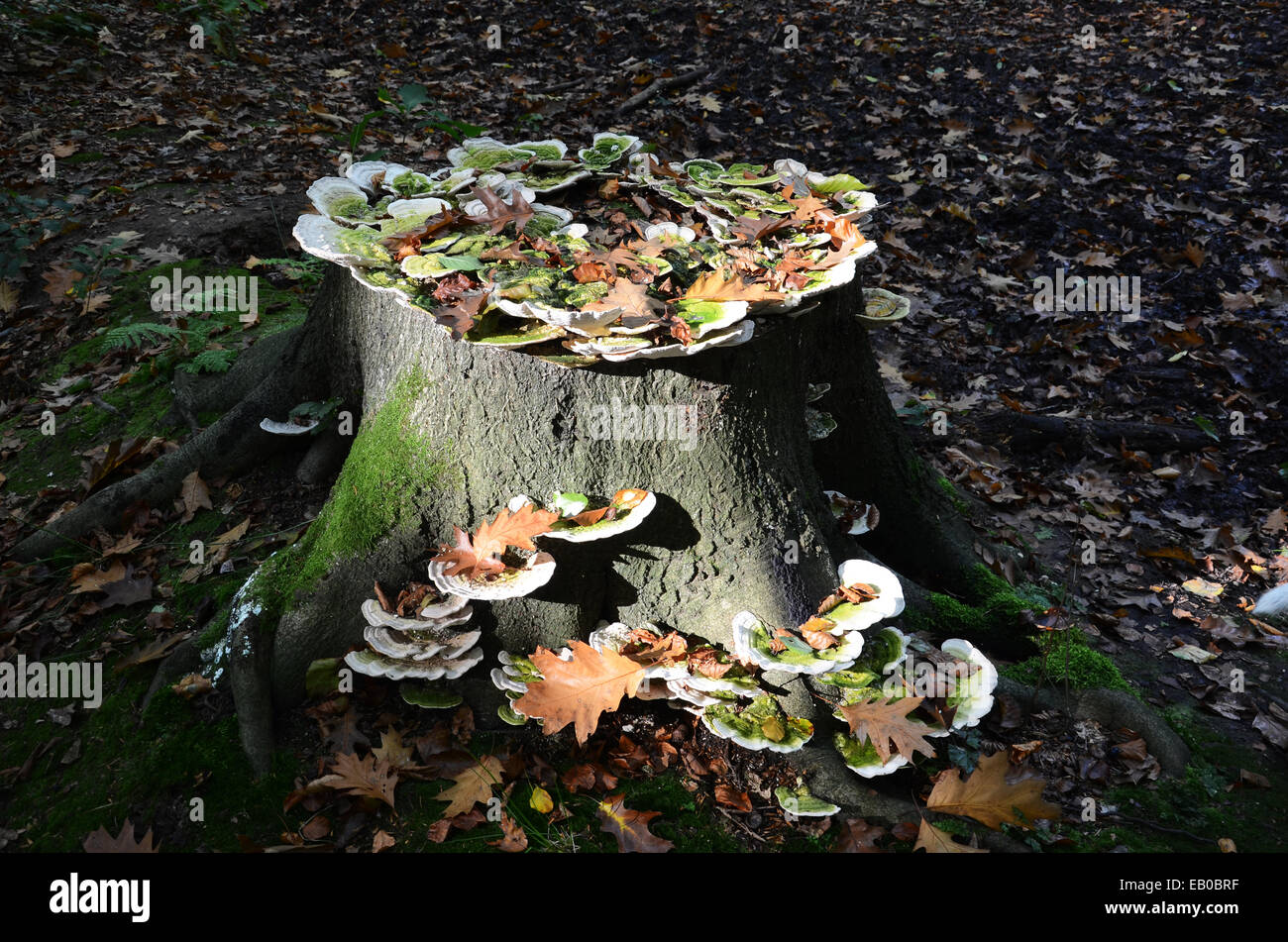 Fungi decompose trees hi-res stock photography and images - Alamy