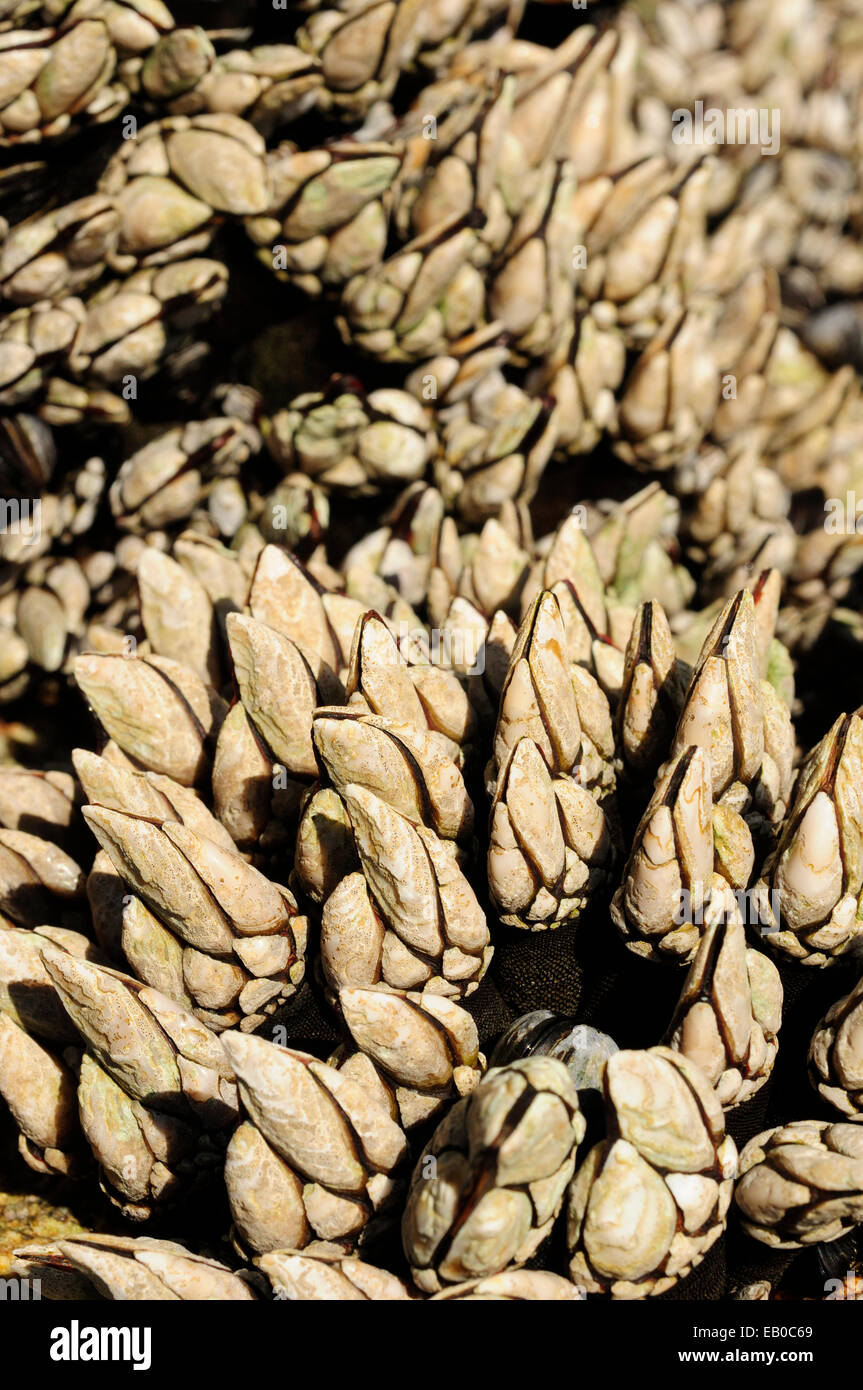 Goose barnacles (Pollicipes pollicipes Stock Photo - Alamy