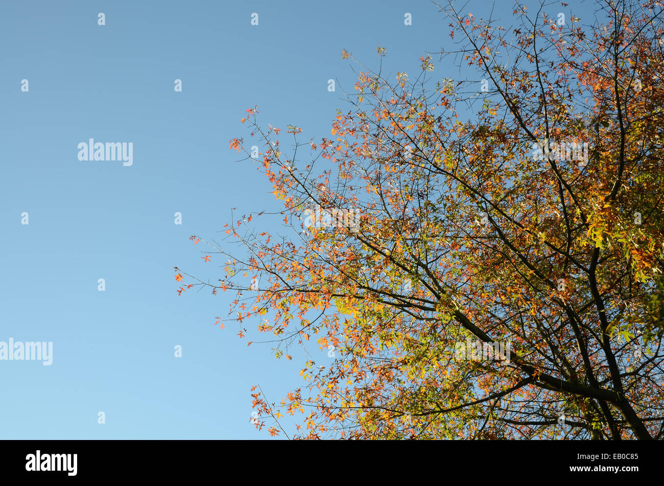 Swamp white oak tree hi-res stock photography and images - Alamy