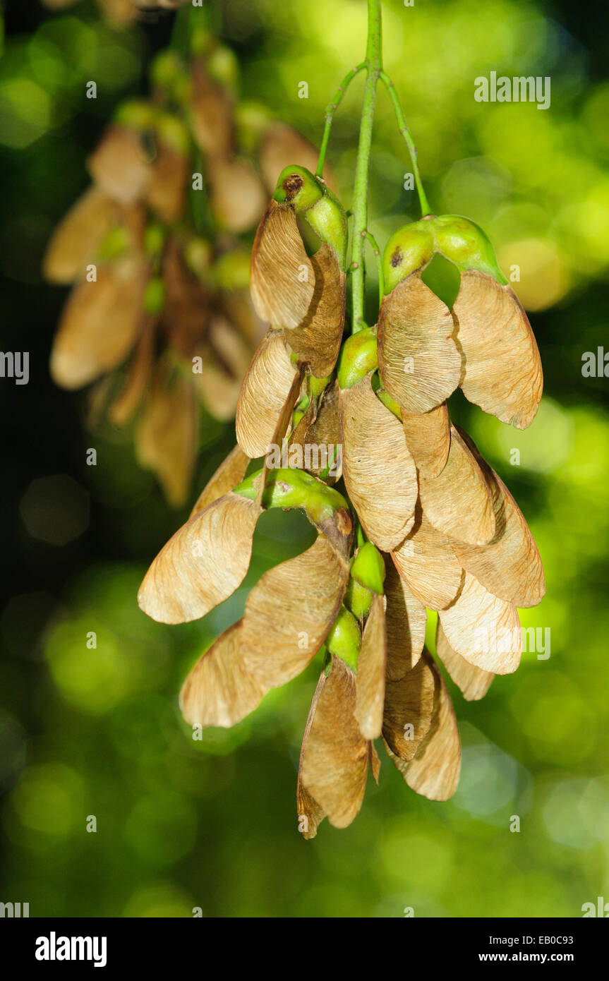 Seeds of the Sycamore maple (Acer pseudoplatanus Stock Photo - Alamy