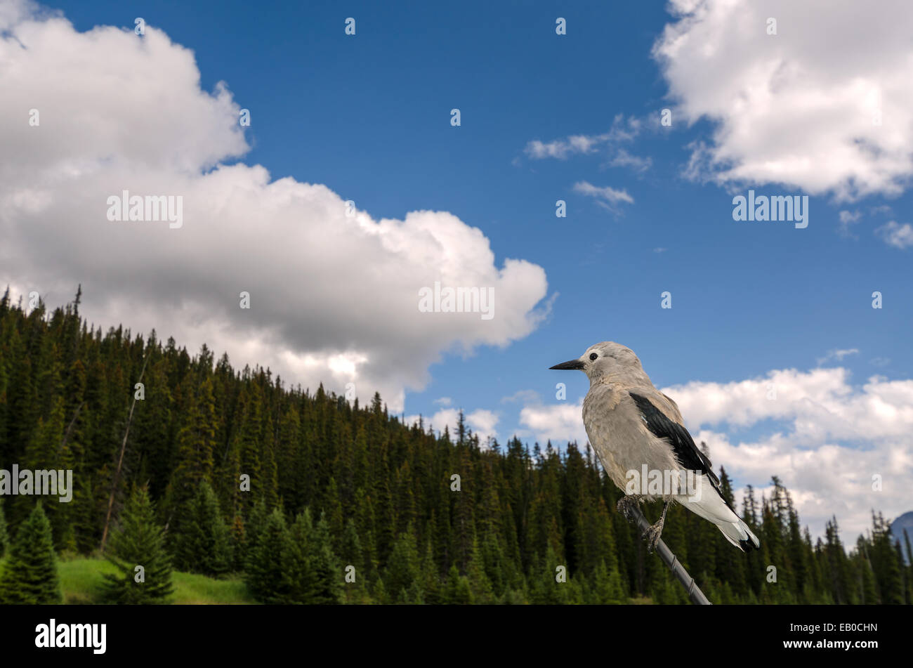 Clark's nutcracker in the clouds of Canada Stock Photo - Alamy