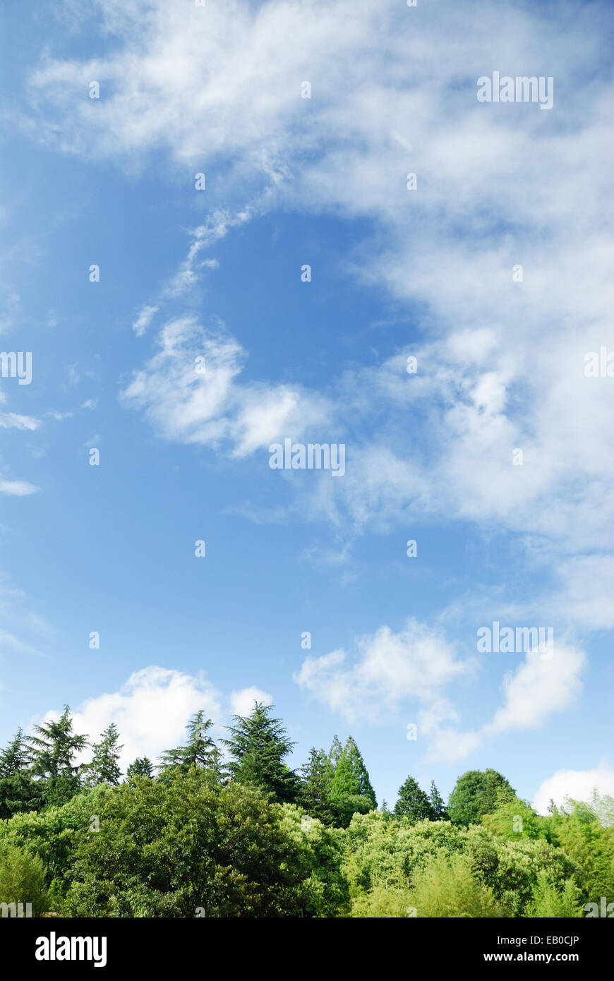 Clear sky trees hi-res stock photography and images - Alamy