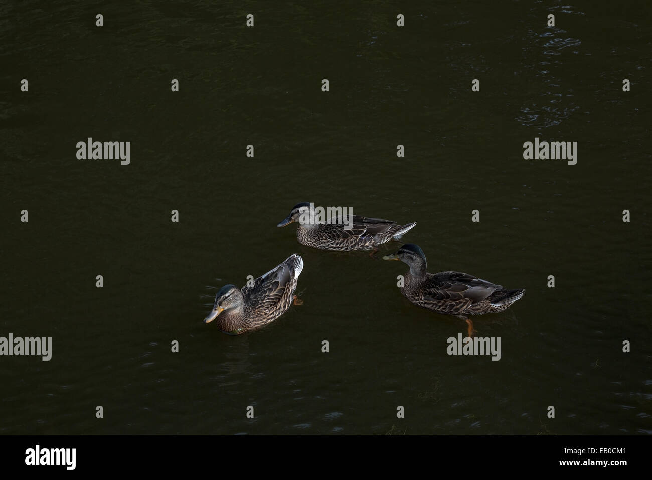 Carnforth uk hi-res stock photography and images - Alamy