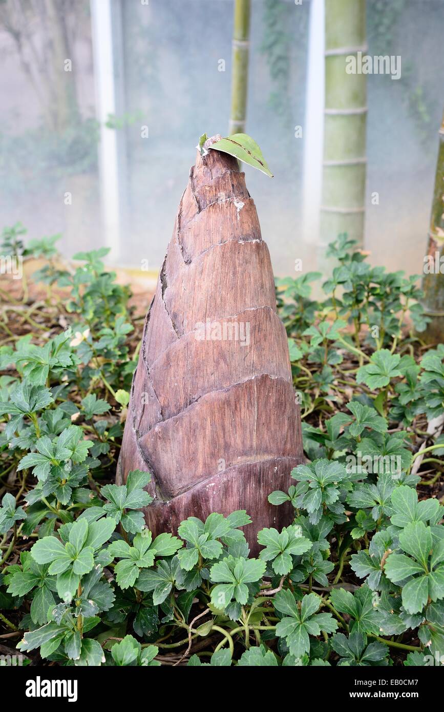 closeup of Phyllostachys heterocycla bamboo shoot Stock Photo - Alamy