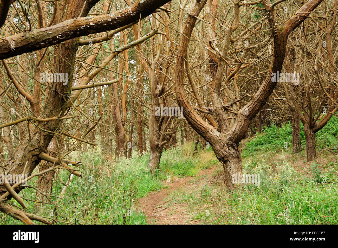 The coniferous forest hi-res stock photography and images - Alamy