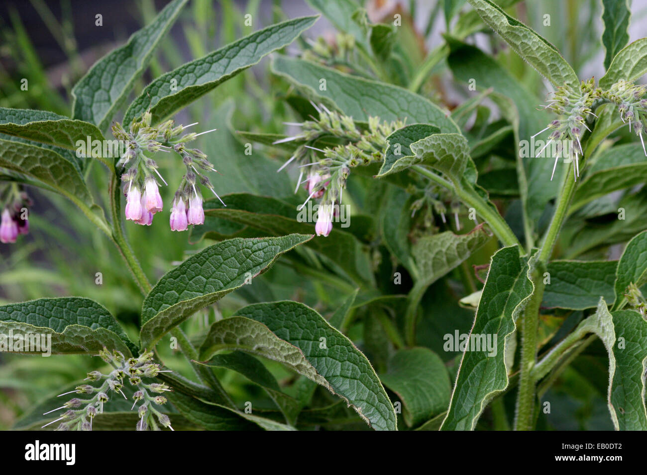 Rough comfrey symphytum hi-res stock photography and images - Alamy