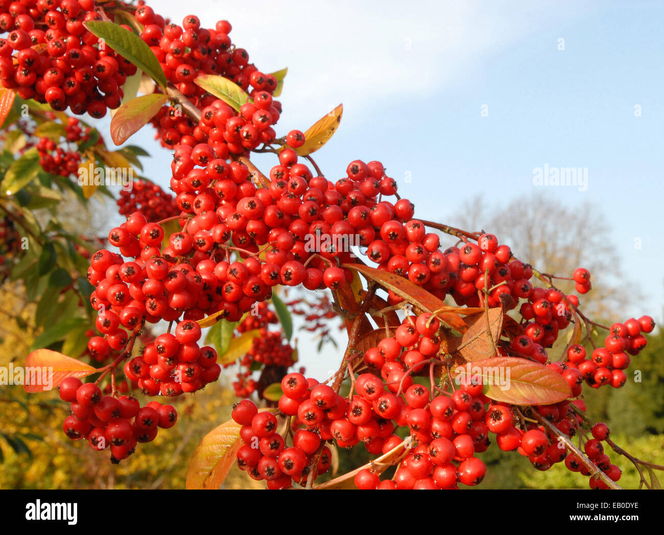 Non edible red berries hi-res stock photography and images - Alamy