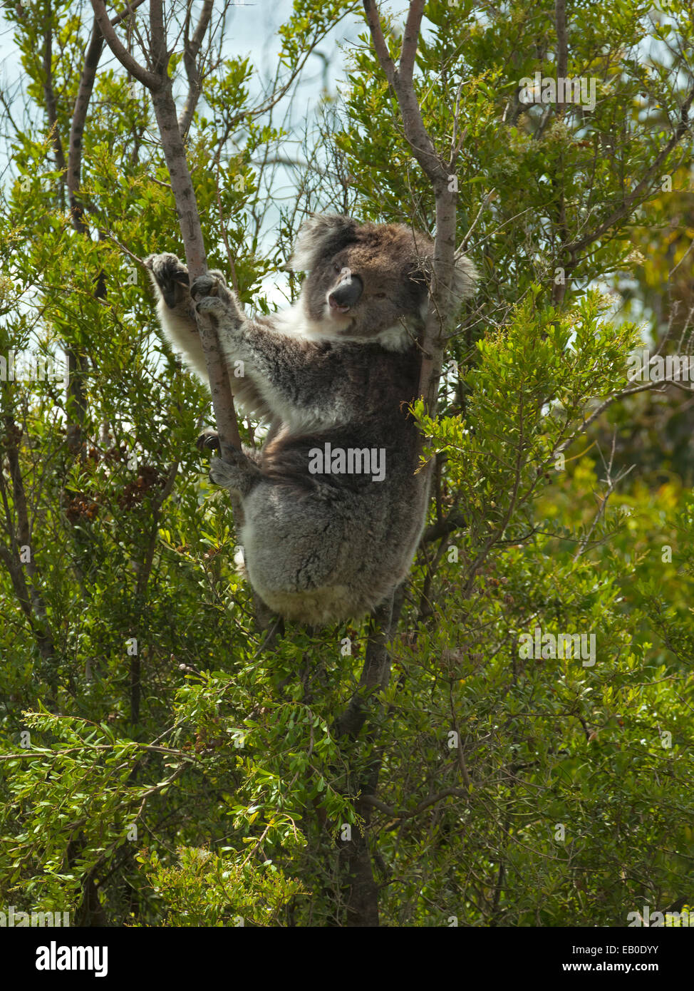 Koala eucalyptus tree hi-res stock photography and images - Alamy