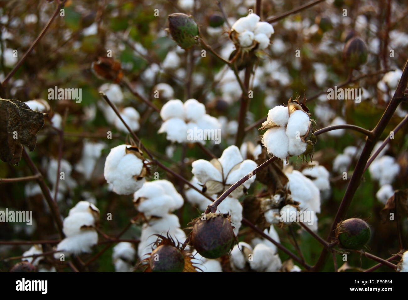 collecting cotton from field at sunset Stock Photo - Alamy