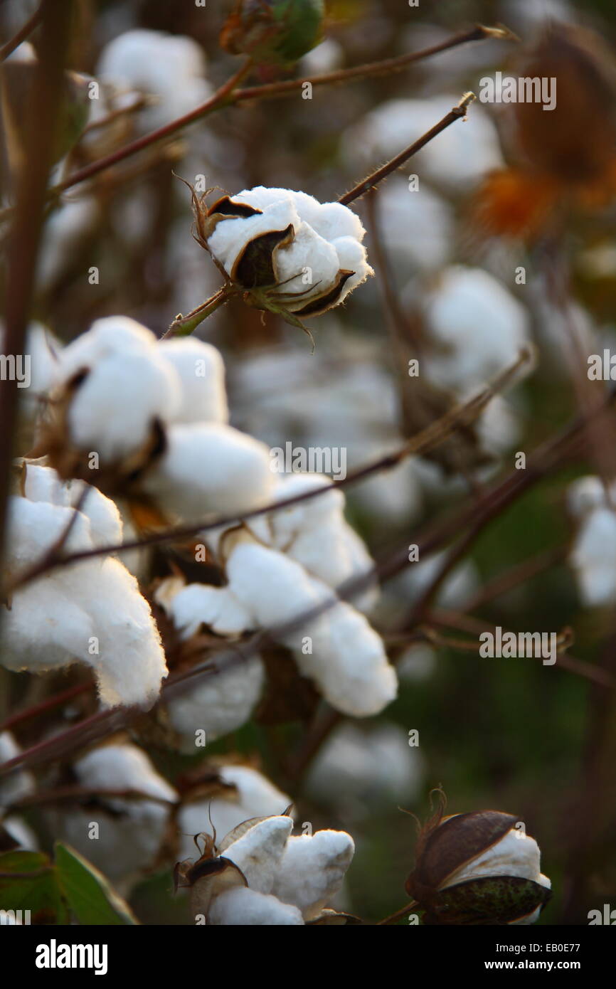 collecting cotton from field at sunset Stock Photo - Alamy