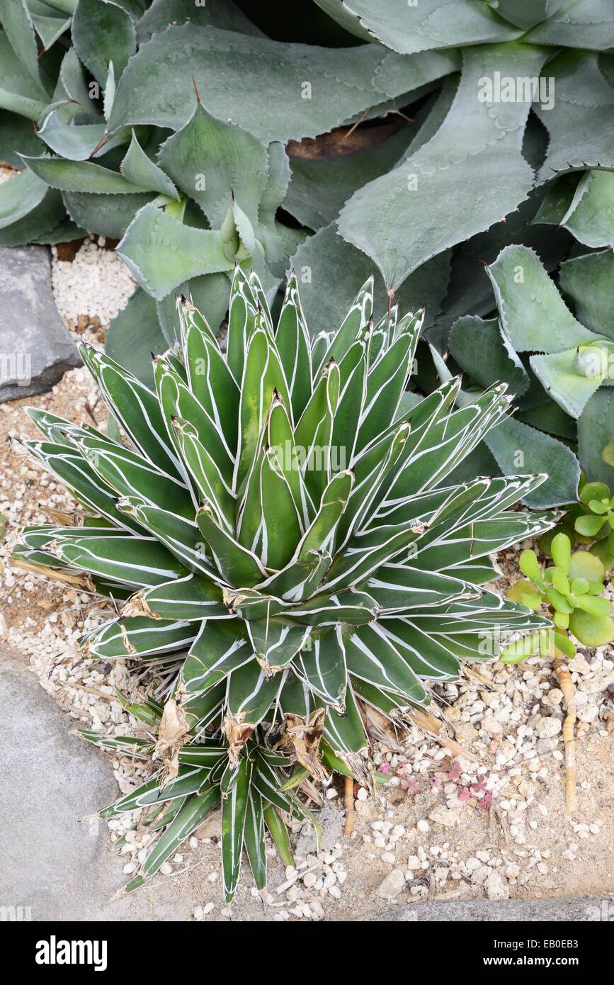 close up of fresh agave victoria-reginae Stock Photo - Alamy