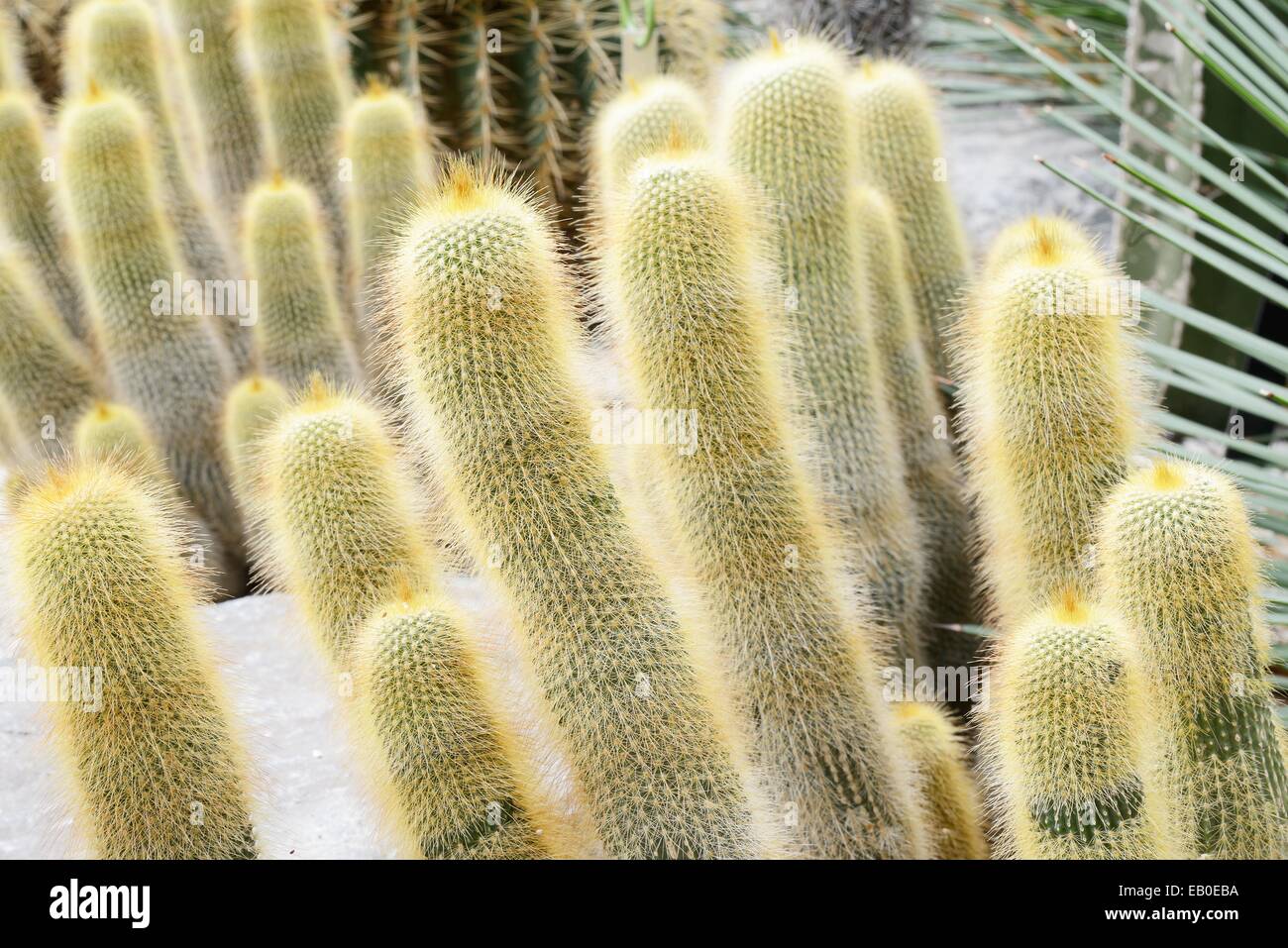 Eriocactus leninghausii hi-res stock photography and images - Alamy