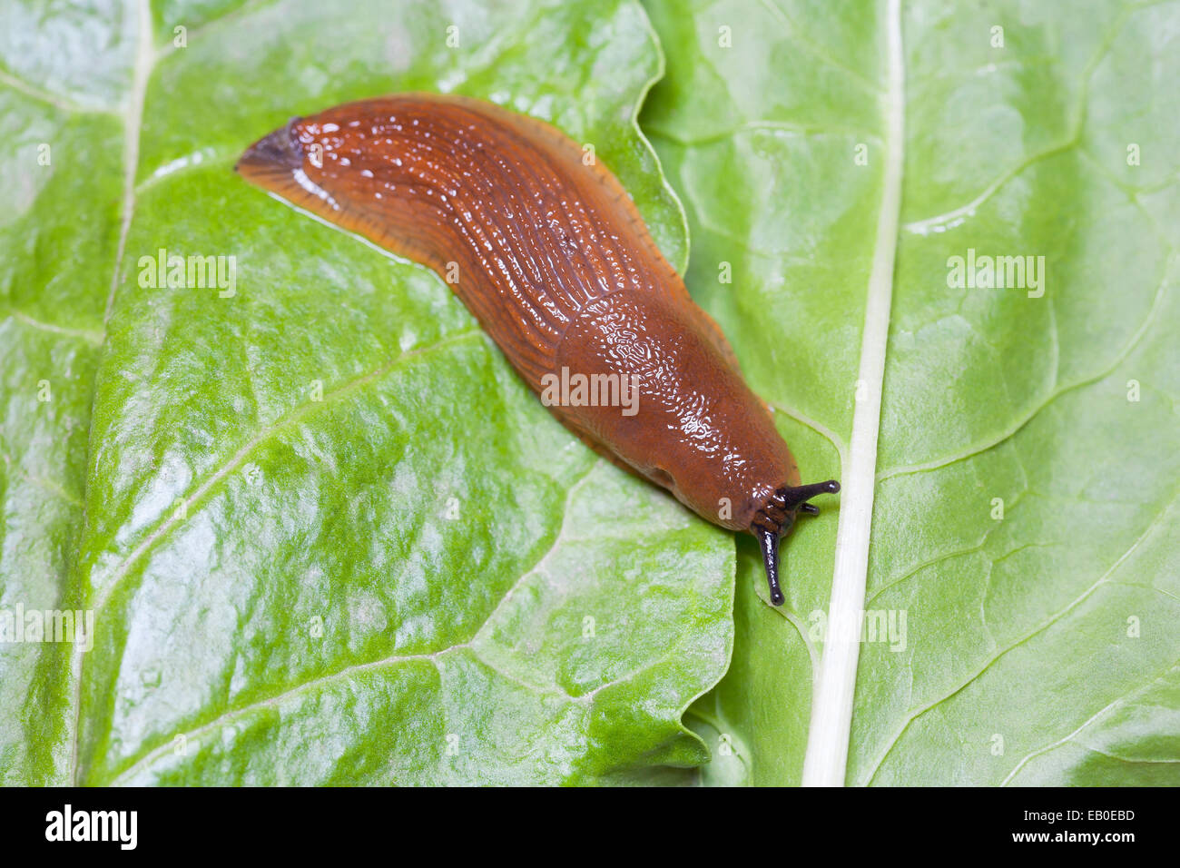 A birds eye view of a slug on green leaves of mangold Stock Photo - Alamy