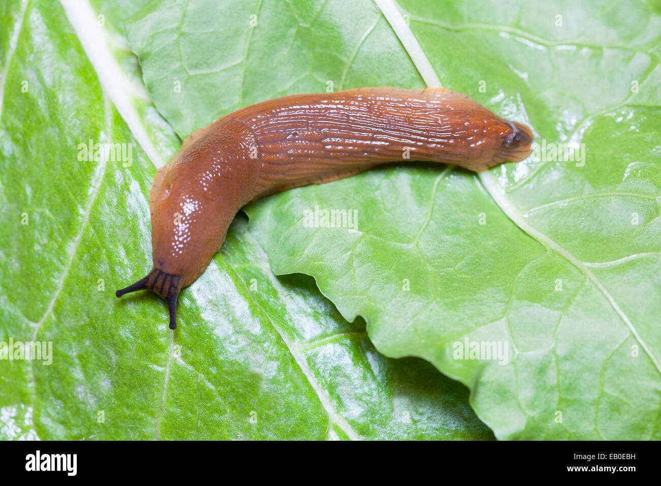 A birds eye view of a slug on green leaves of mangold Stock Photo - Alamy