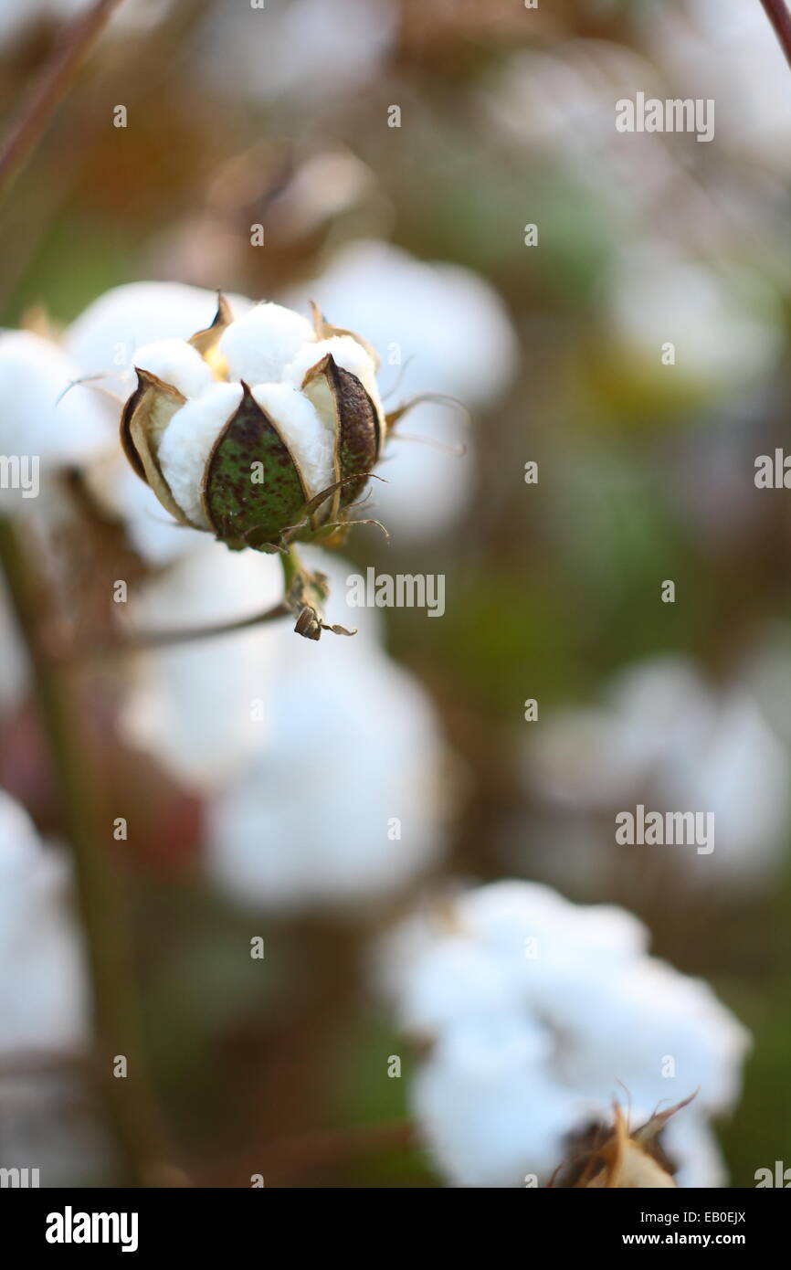 collecting cotton from field at sunset Stock Photo - Alamy