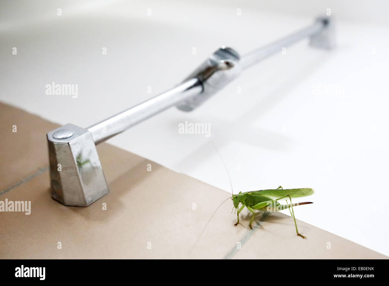 A close up of a grasshopper on a tiled bathroom wall with shower Stock ...