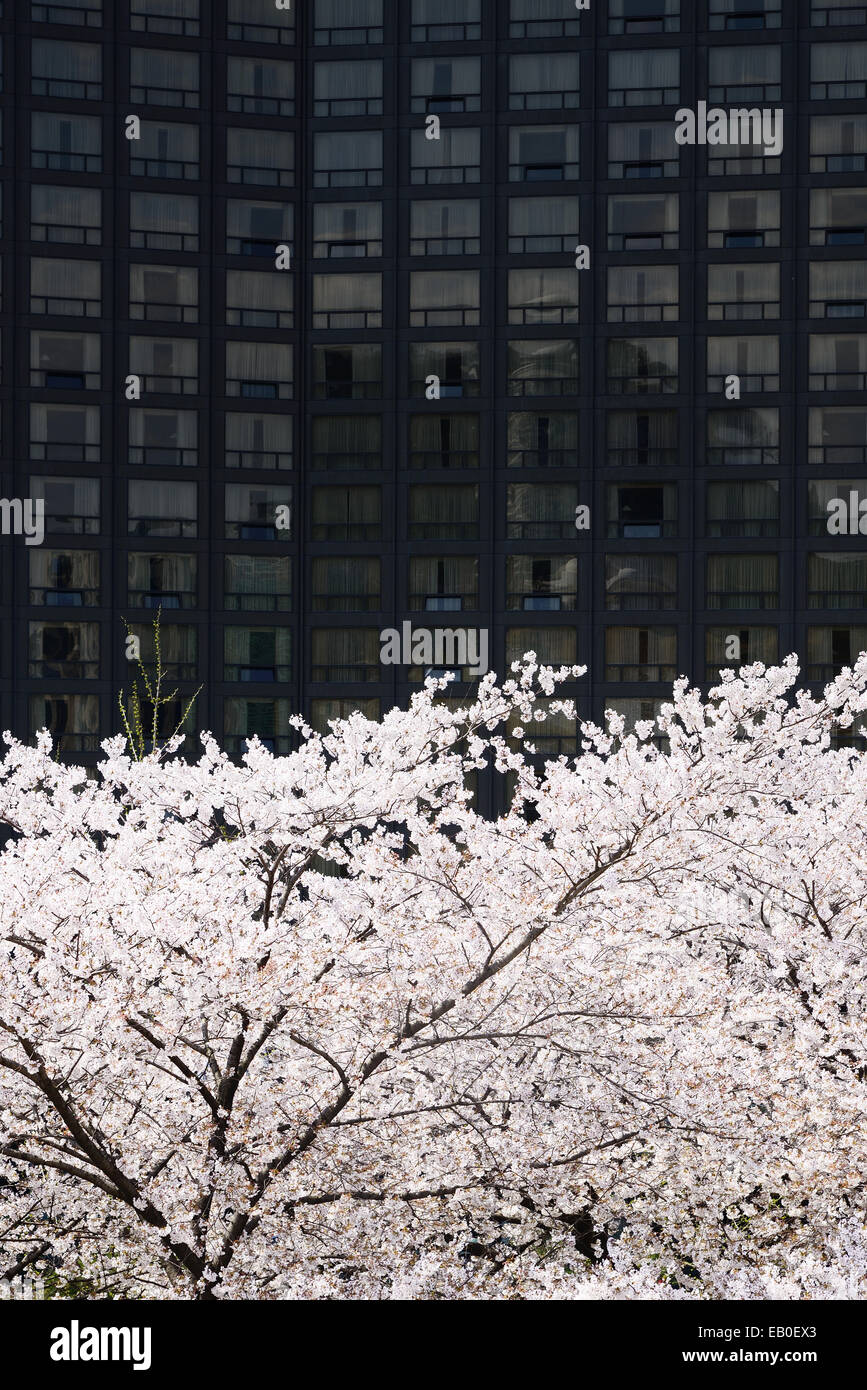 full blown Korean cherry blossoms in Seoul City Stock Photo - Alamy