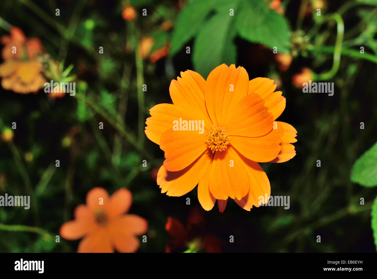 The flash light hi-res stock photography and images - Alamy