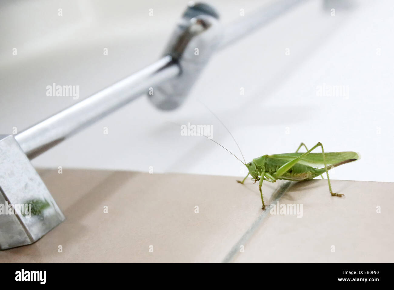 A close up of a grasshopper on a tiled bathroom wall with shower Stock ...