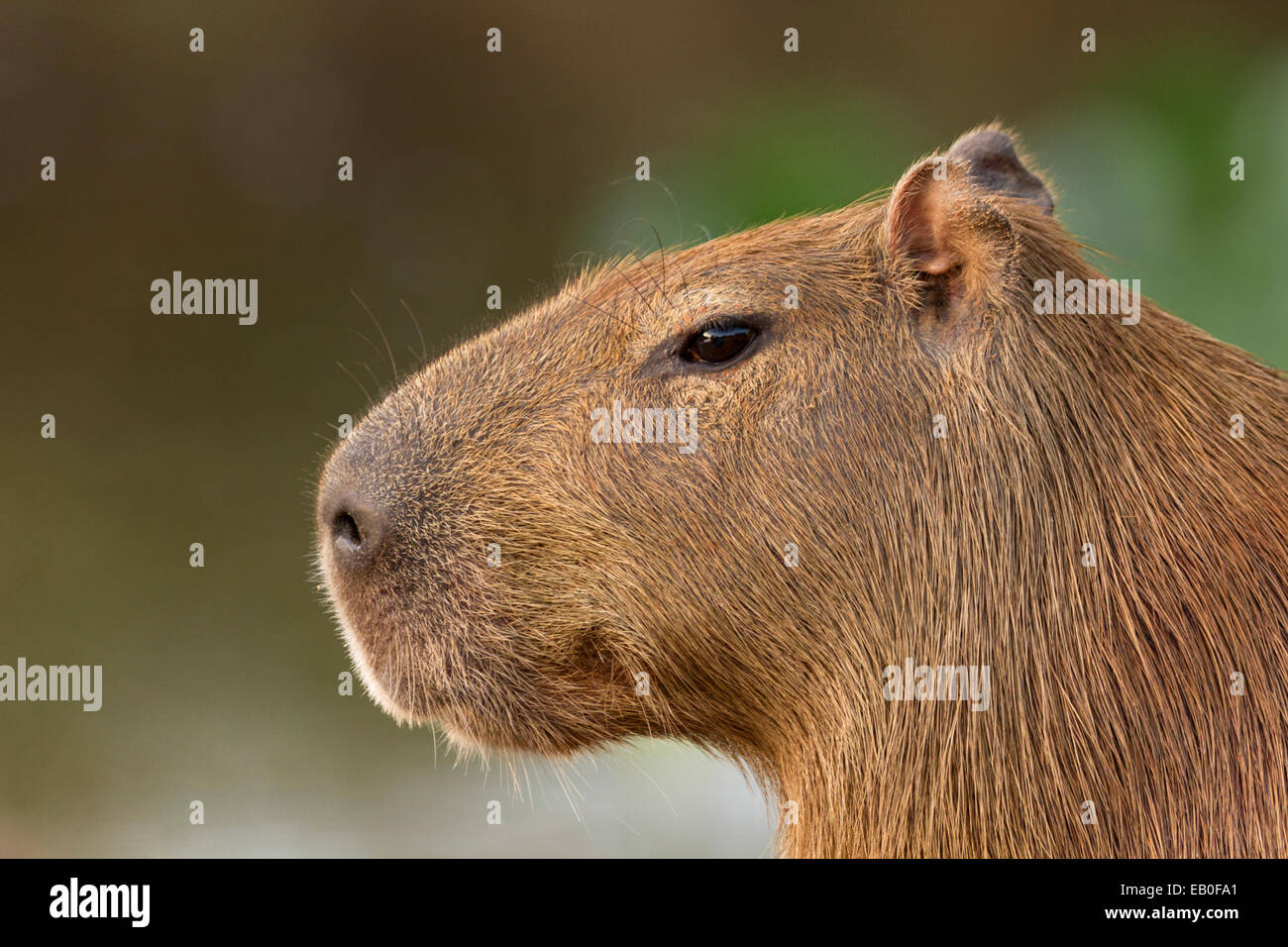 Staring intensely hi-res stock photography and images - Alamy