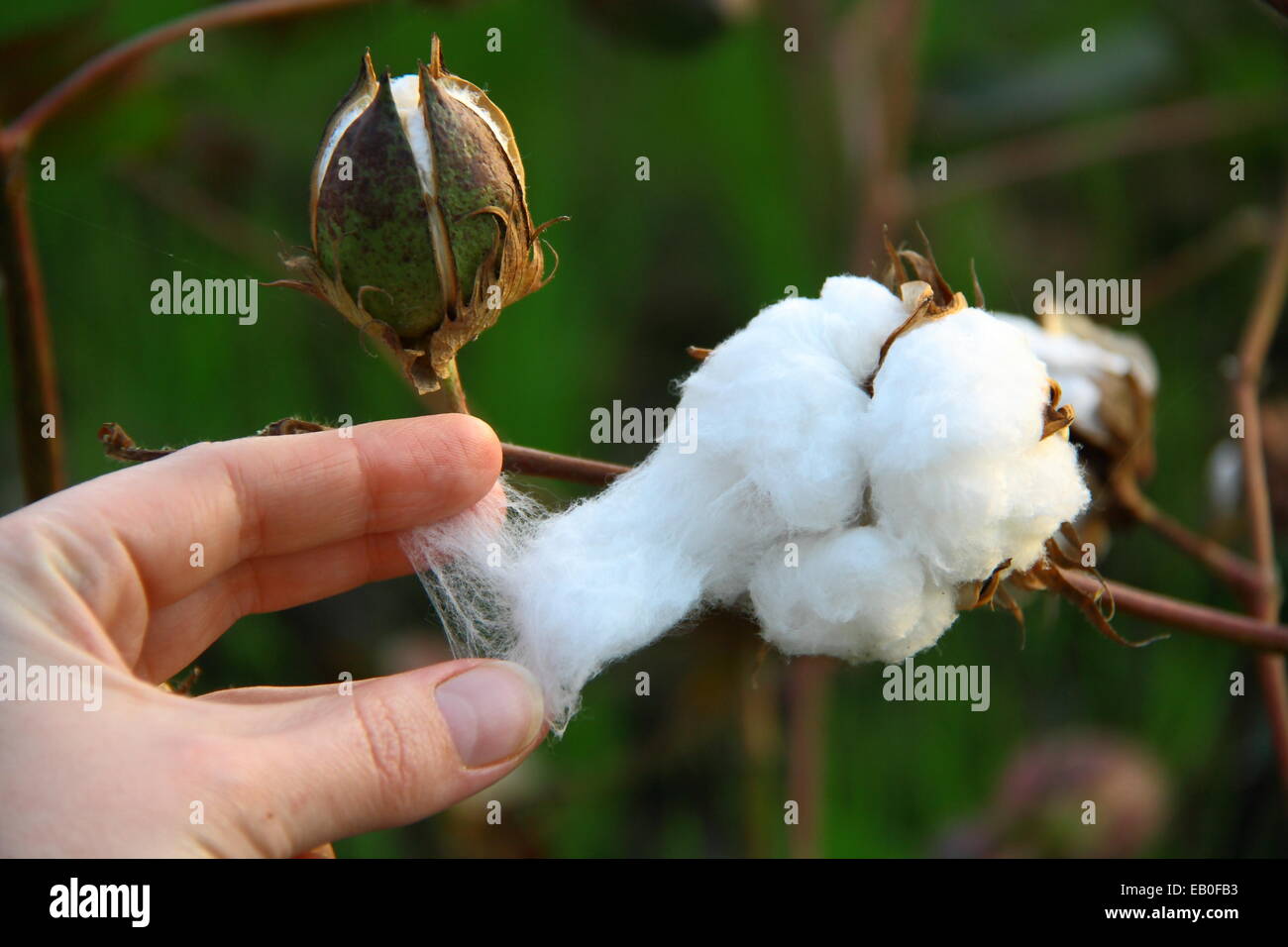 Hand picking cotton hi-res stock photography and images - Alamy