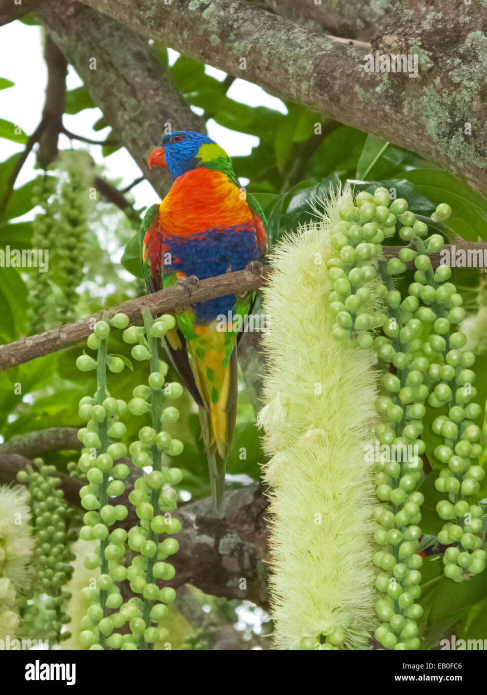 Rainbow Lorikeet Parrot in Kapok Tree Cairns Australia Stock Photo - Alamy