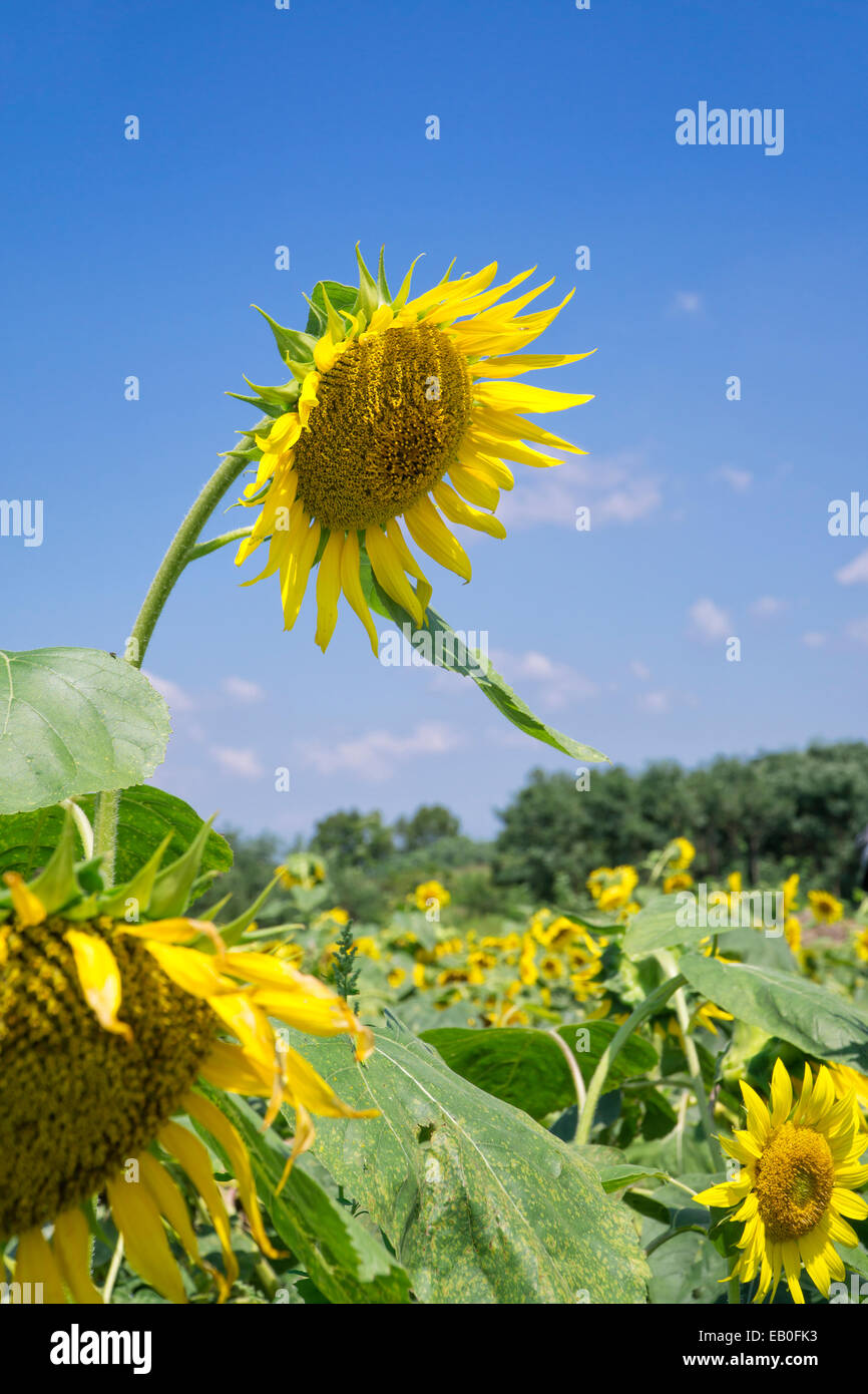 closeup of sunflower in full blossom in a field Stock Photo - Alamy