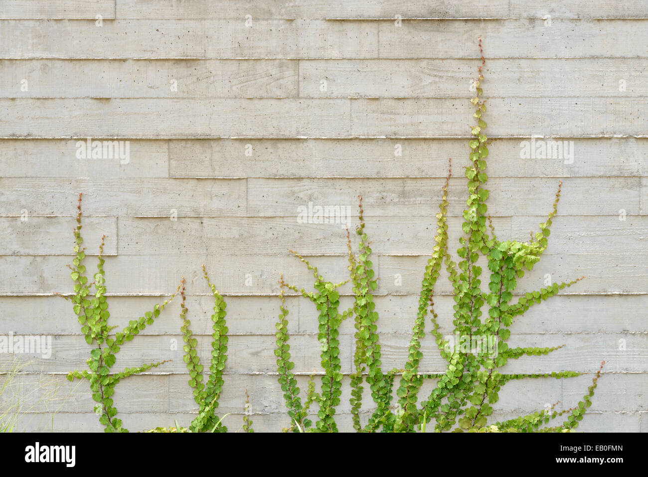 Vines on brick wall hi-res stock photography and images - Alamy