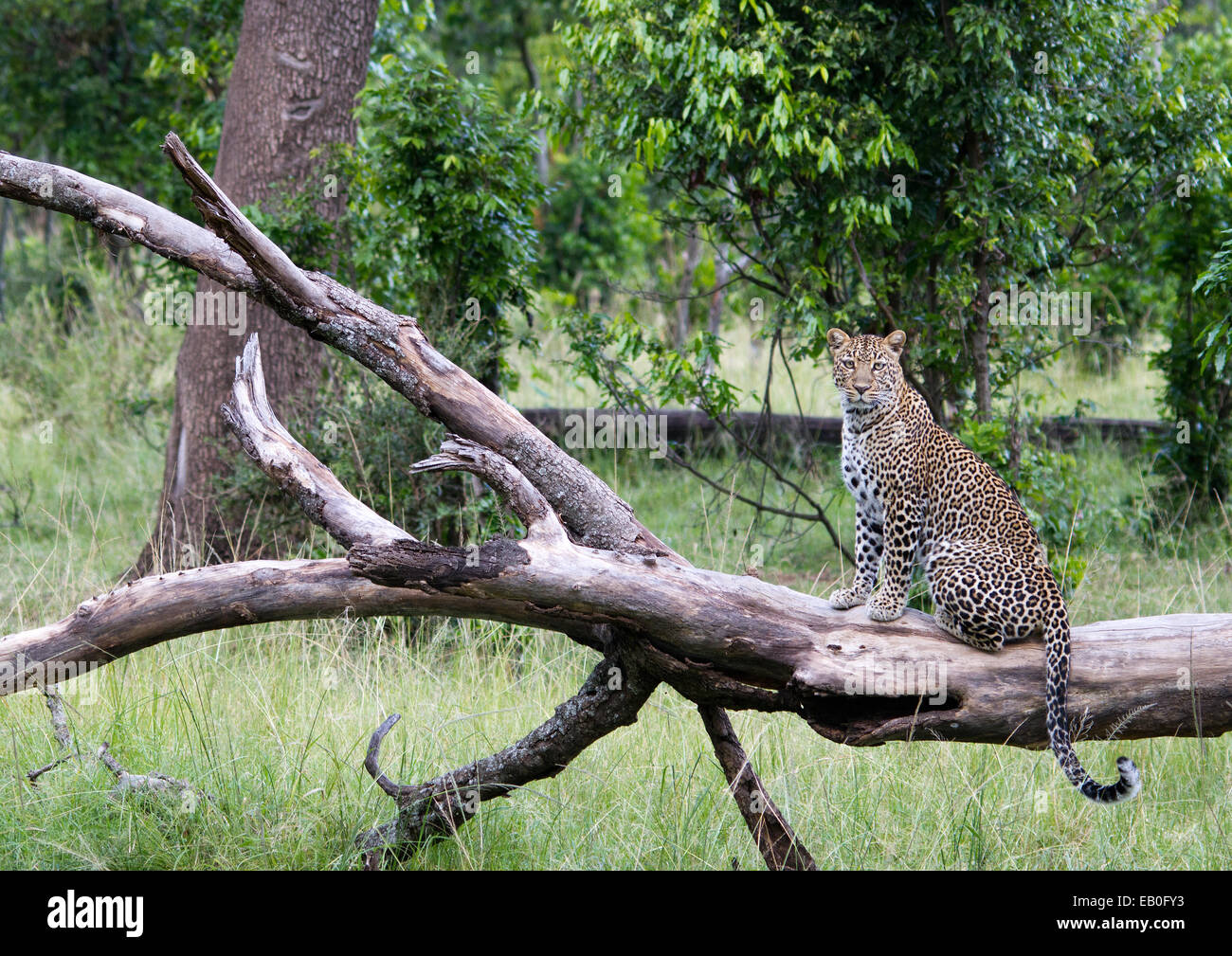 Leopard sitting hi-res stock photography and images - Alamy