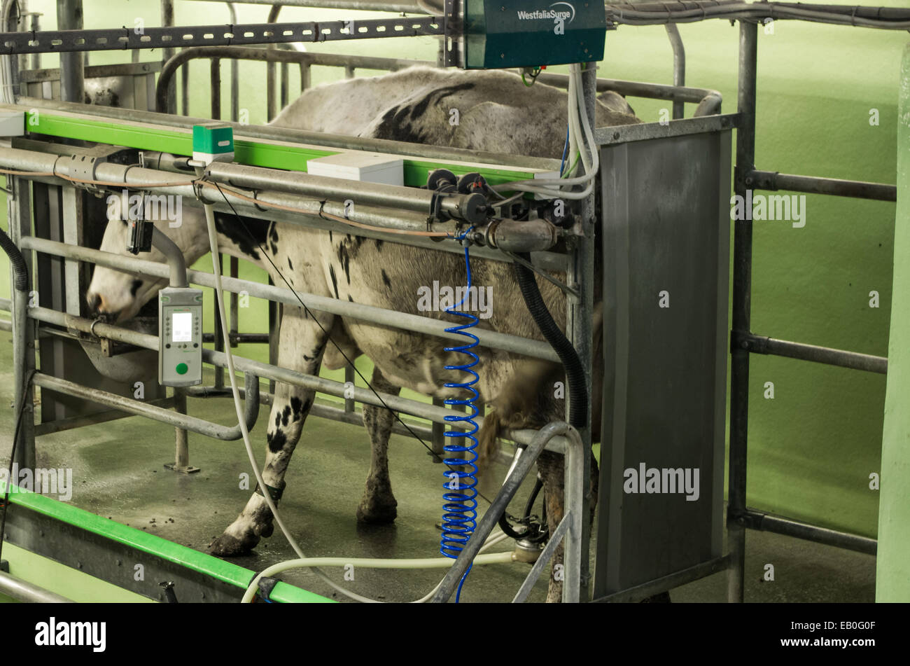 Cow in the milking station attached to the milking machine Stock Photo ...