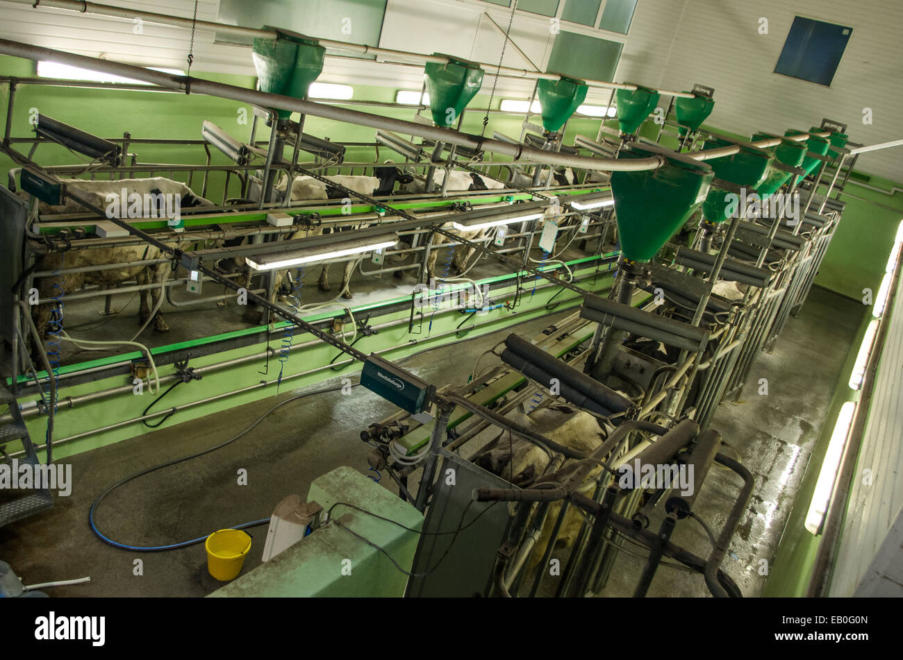 Cows in the milking station Stock Photo - Alamy