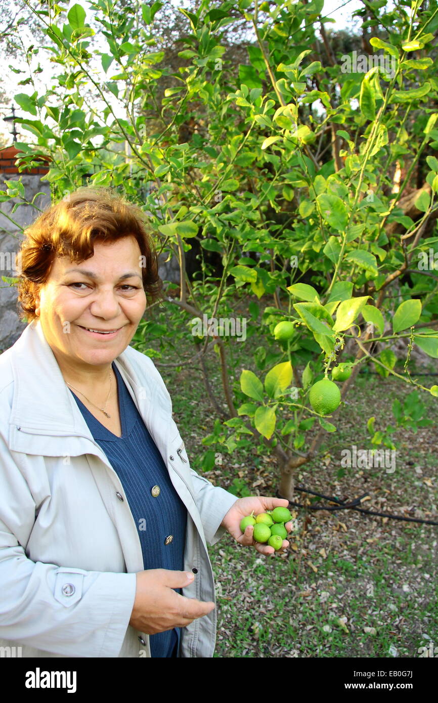 beautiful woman collecting fresh lemon from tree Stock Photo - Alamy