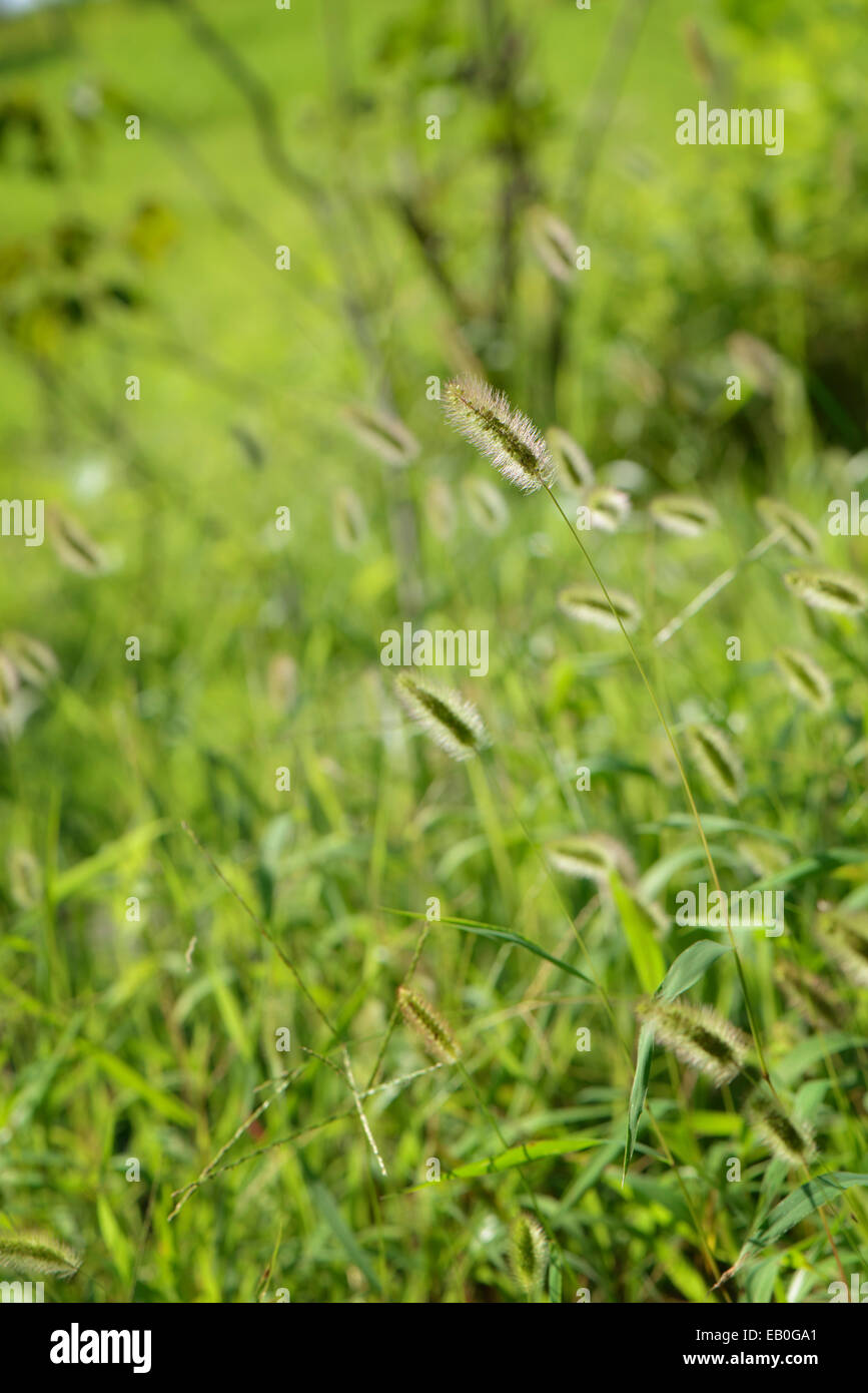 closeup of foxtails with back lit in field Stock Photo - Alamy