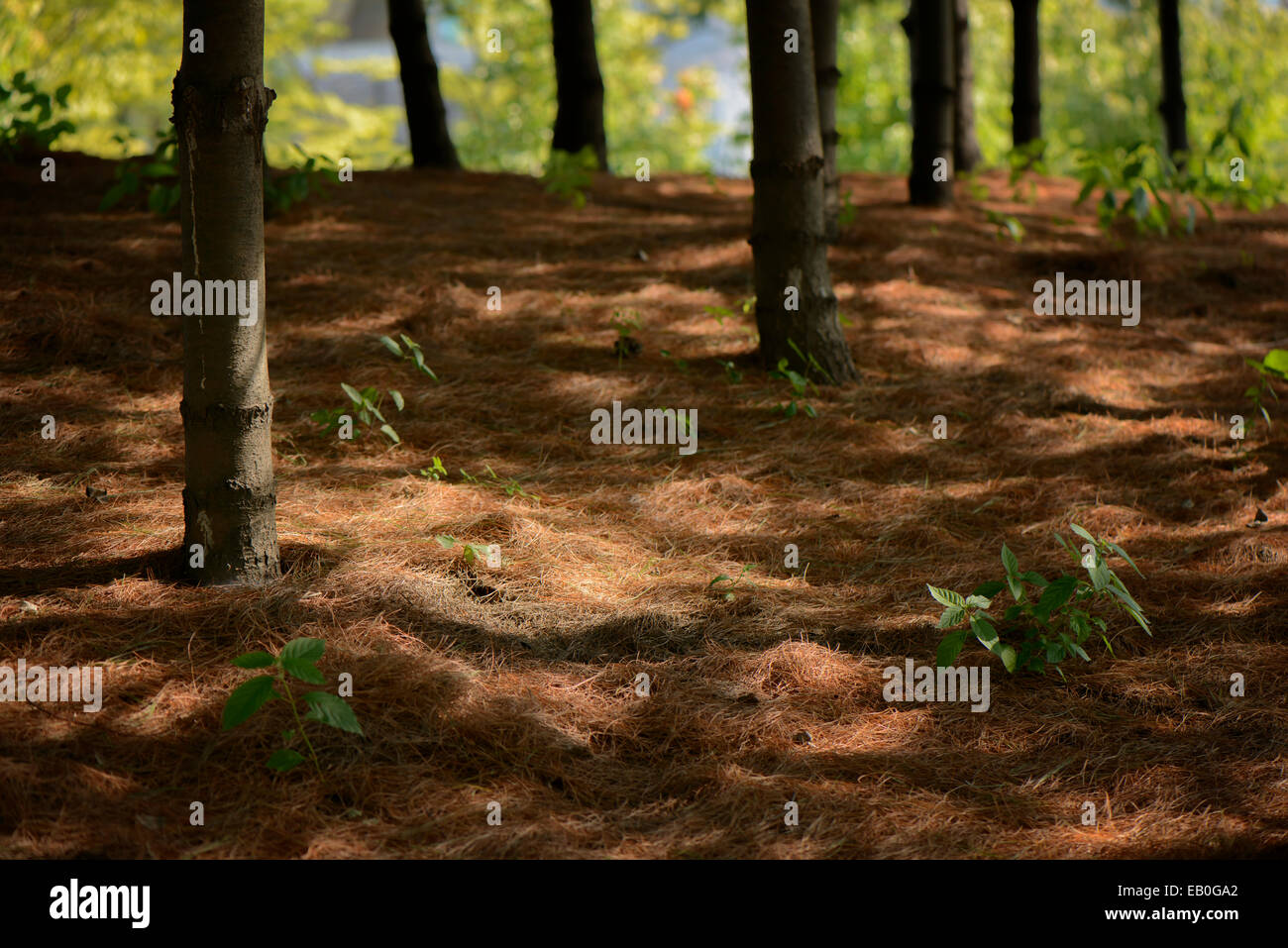 Ground pine hi-res stock photography and images - Alamy