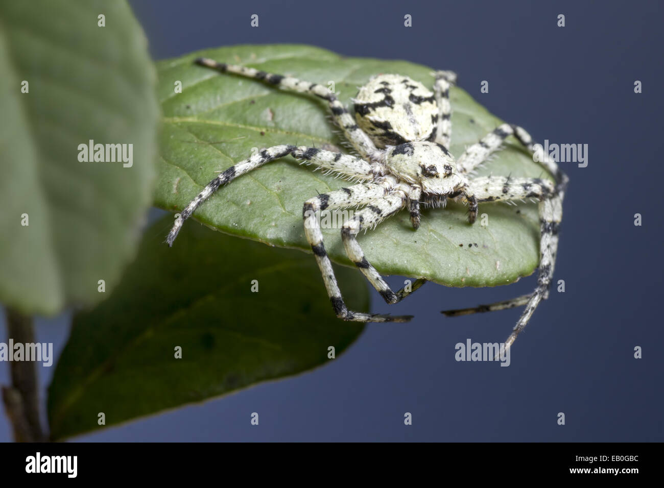 The Lichen Running Spider (Philodromus margaritatus Stock Photo - Alamy