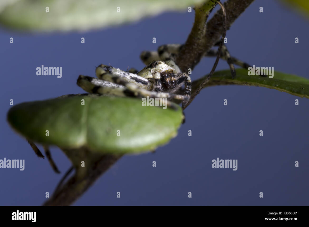 Running spider hi-res stock photography and images - Alamy