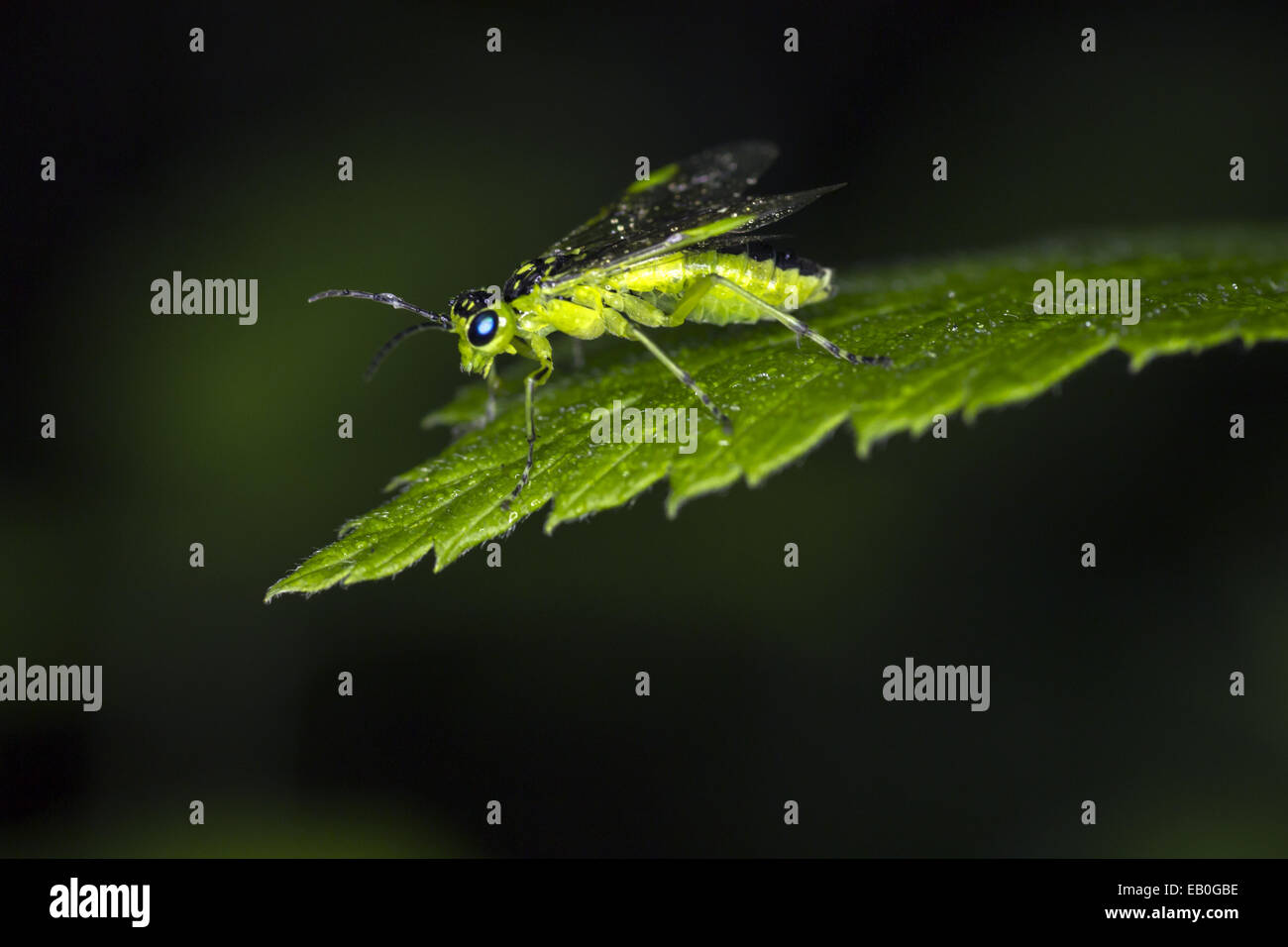 The Green Bug, rhogogaster viridis Stock Photo - Alamy