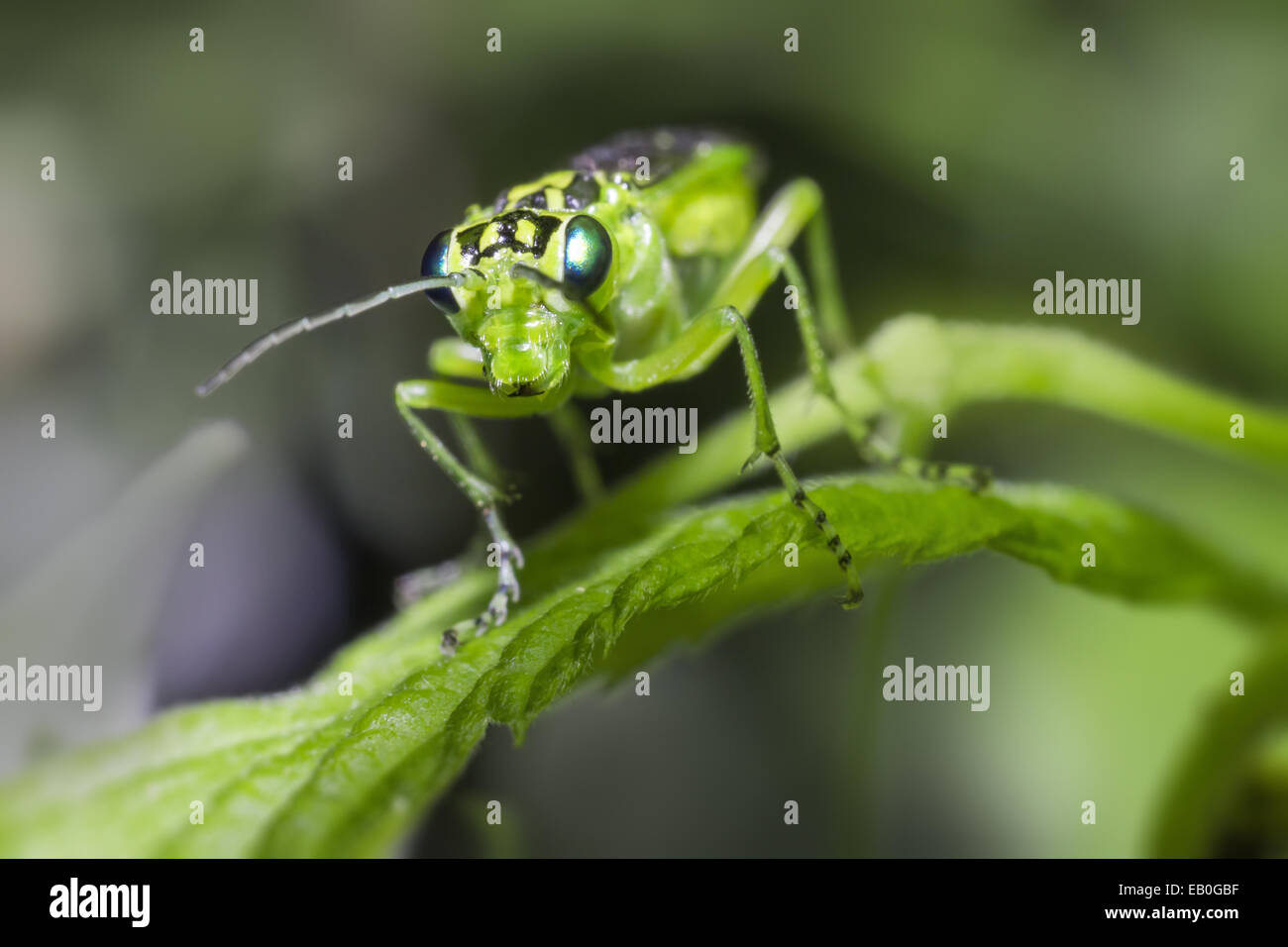 The Green Bug, rhogogaster viridis Stock Photo - Alamy