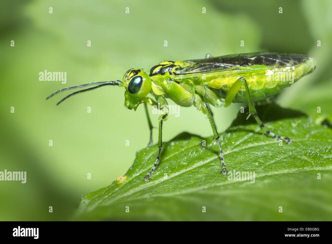The Green Bug, rhogogaster viridis Stock Photo - Alamy
