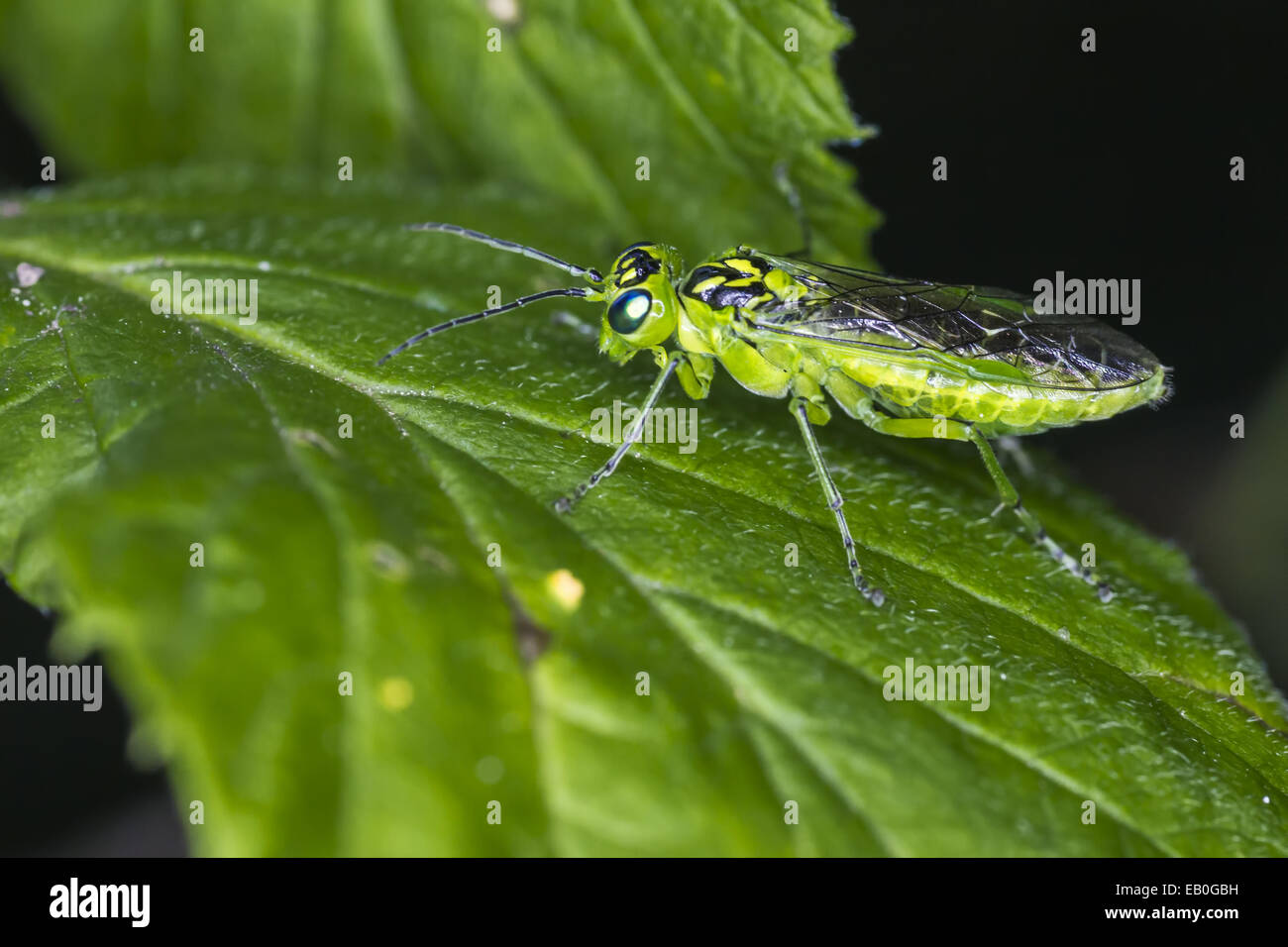 The Green Bug, rhogogaster viridis Stock Photo - Alamy
