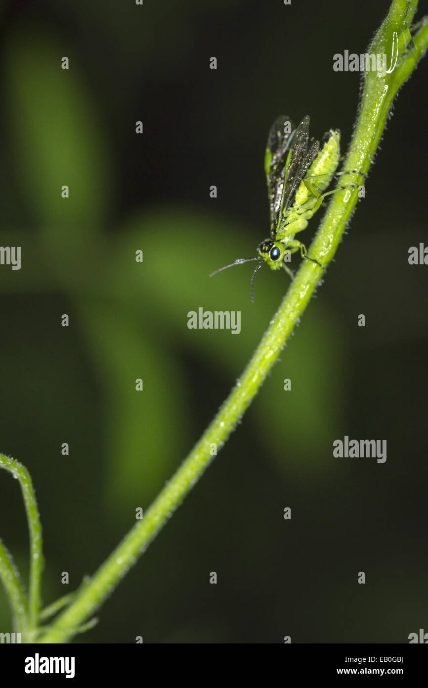 The Green Bug, rhogogaster viridis Stock Photo - Alamy