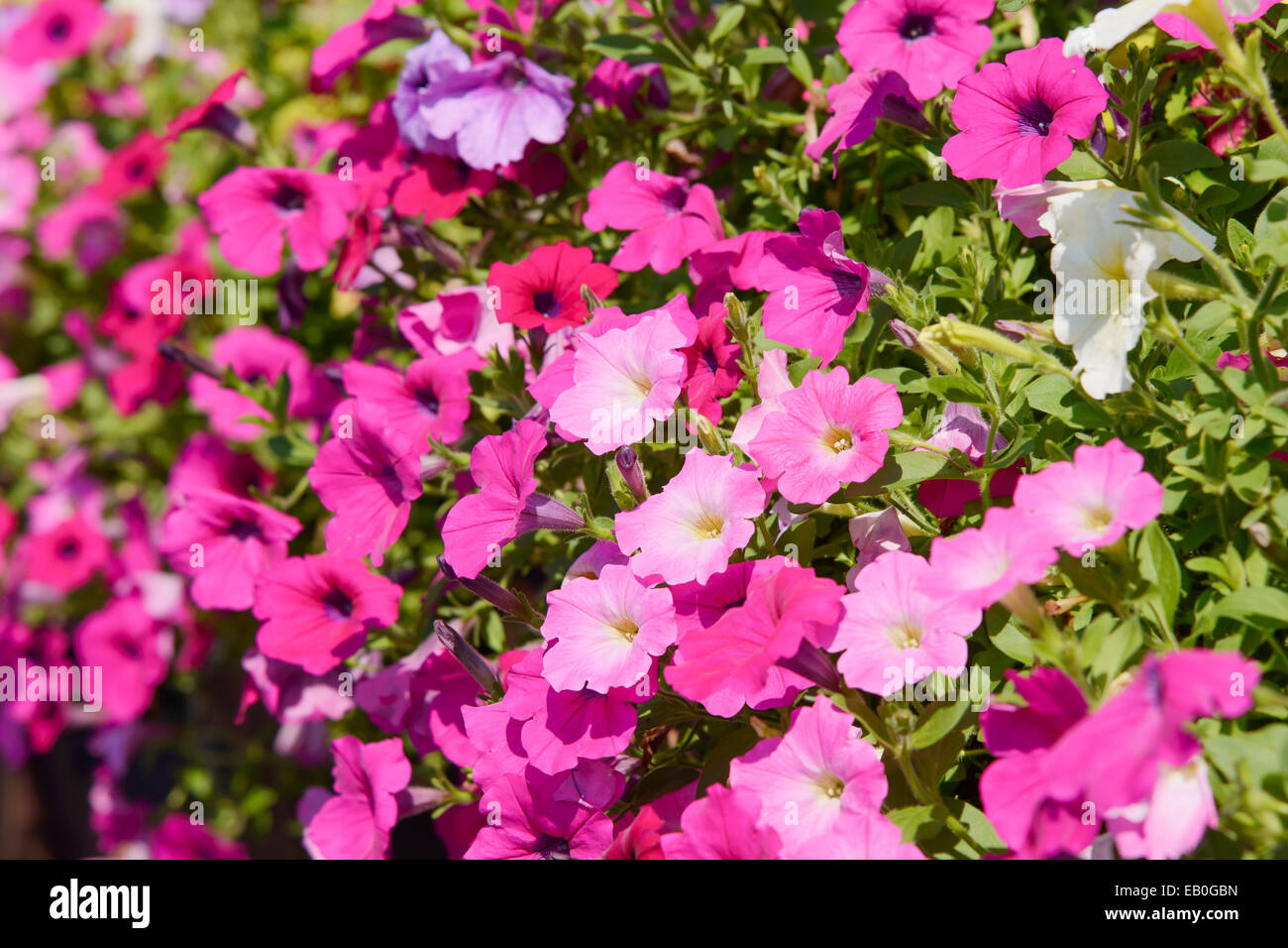 closeup of pink petunia flowers in summer Stock Photo - Alamy